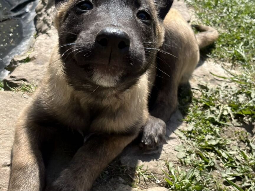 Бельгийская овчарка малинуа