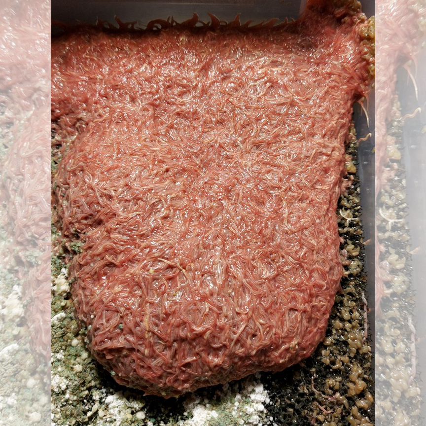 Трубочник изя