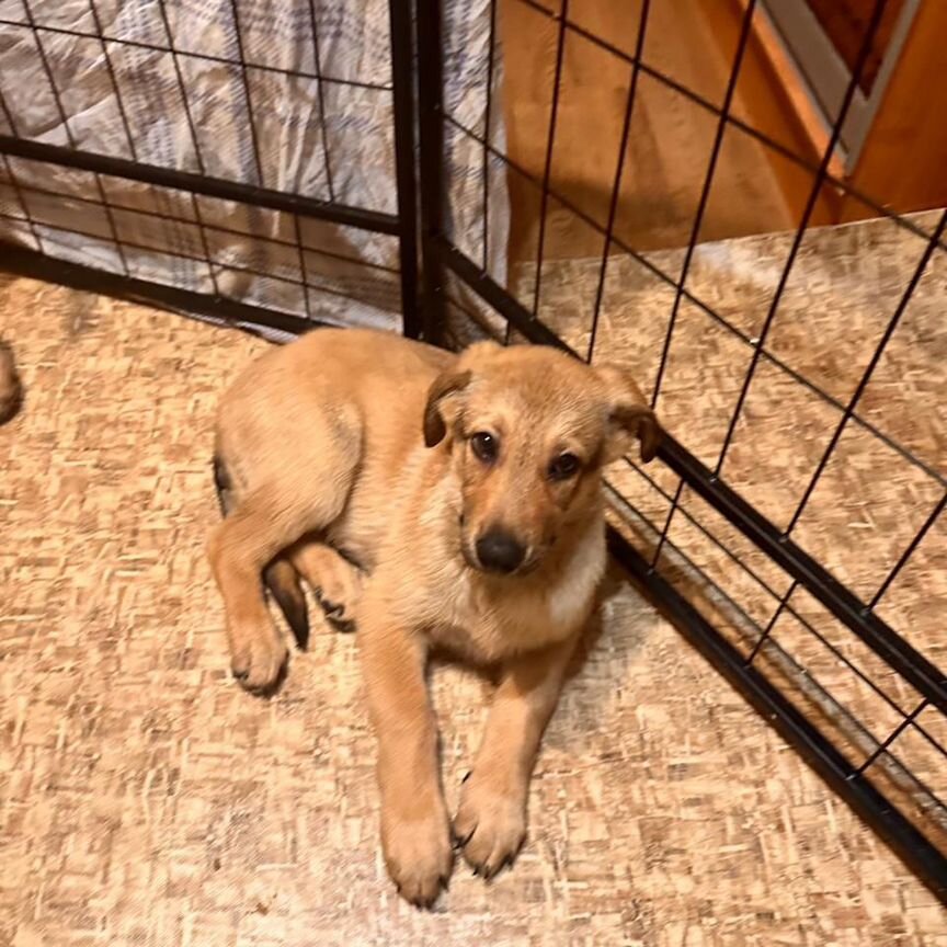 Щенок Рыжик