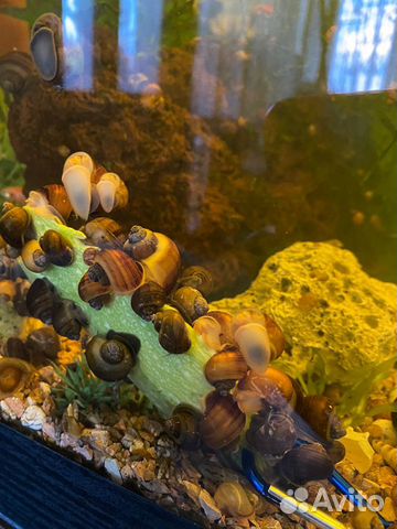 Улитки аквариумные