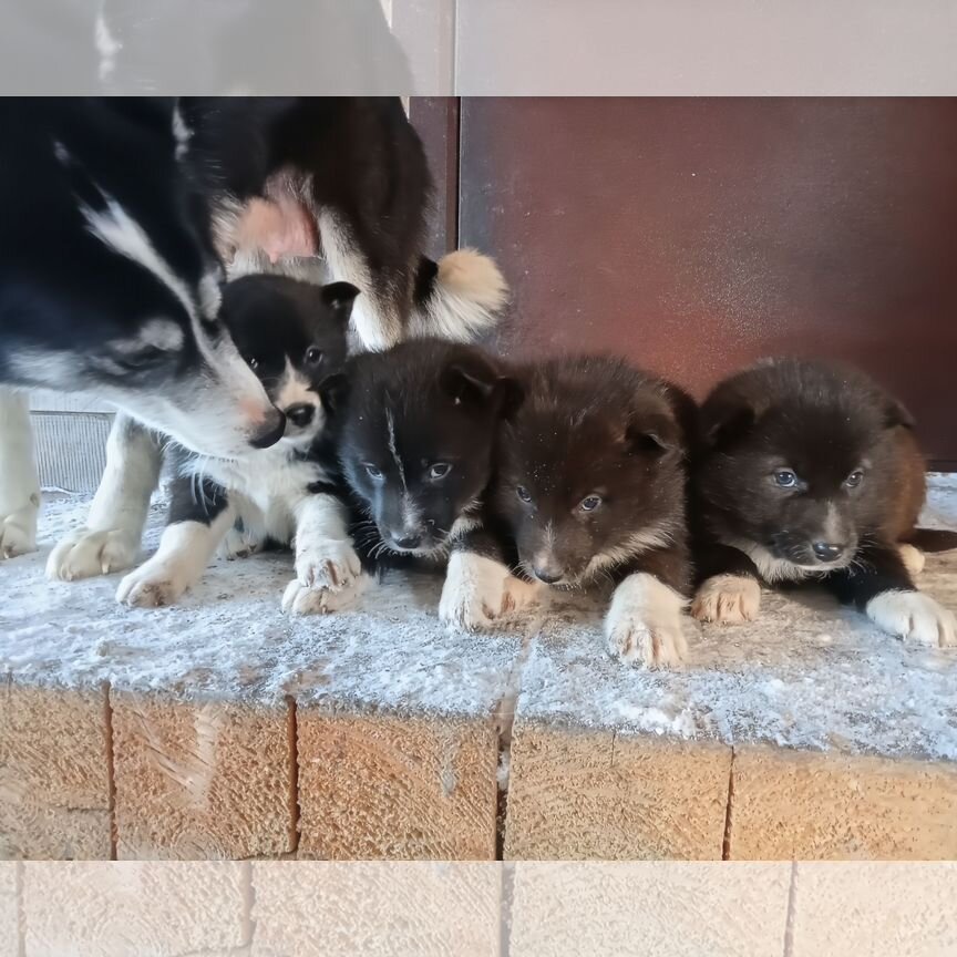 Западносибирская лайка, щенок