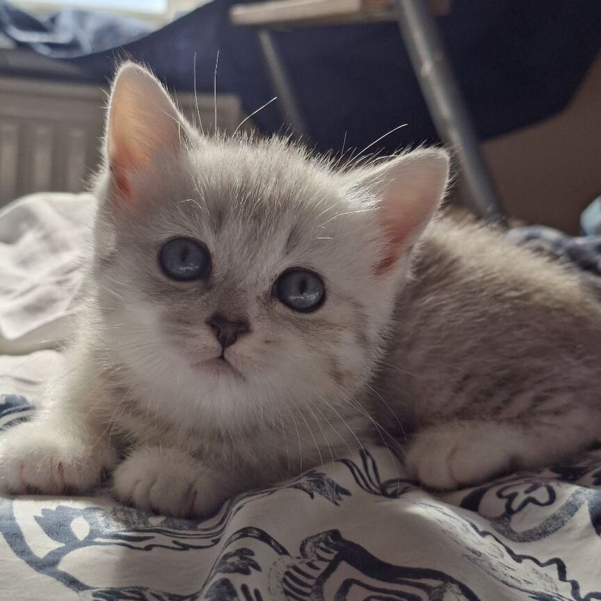 Шотландский прямоухий короткошёрстный котёнок