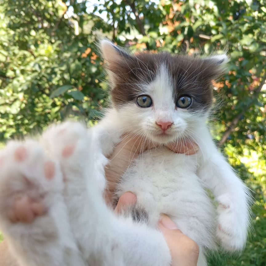 Котёнок девчуля
