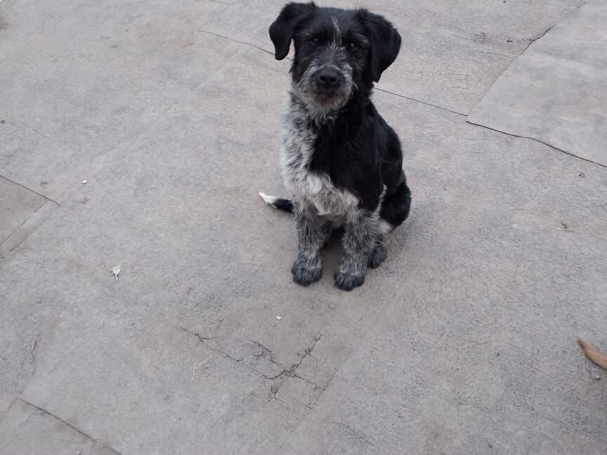 Собака в добрые руки