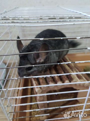 Серебристая шиншилла