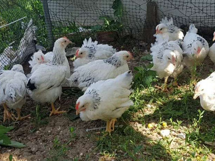 Курица Адлеровская Сереб., Доминант, Австролоп