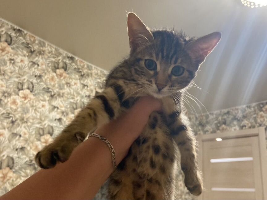 Абесинская кошка