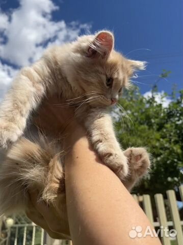 Котенок в дар
