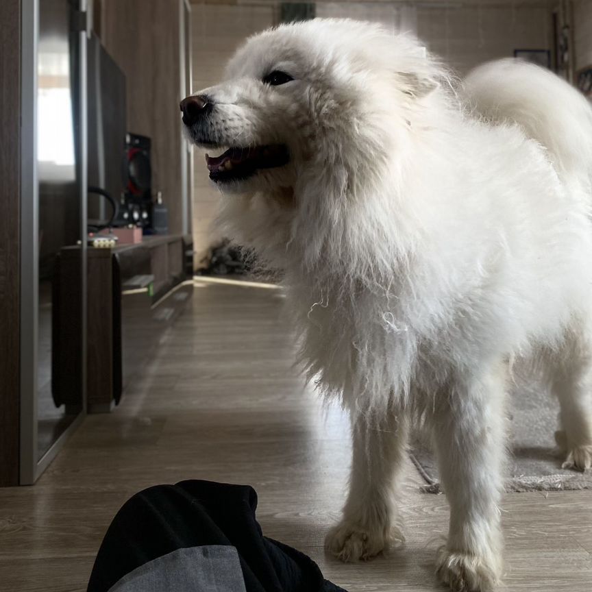 Самоедская собака, взрослая