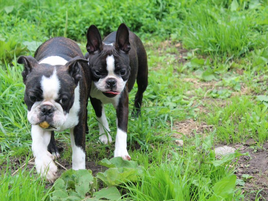 Бостон терьер