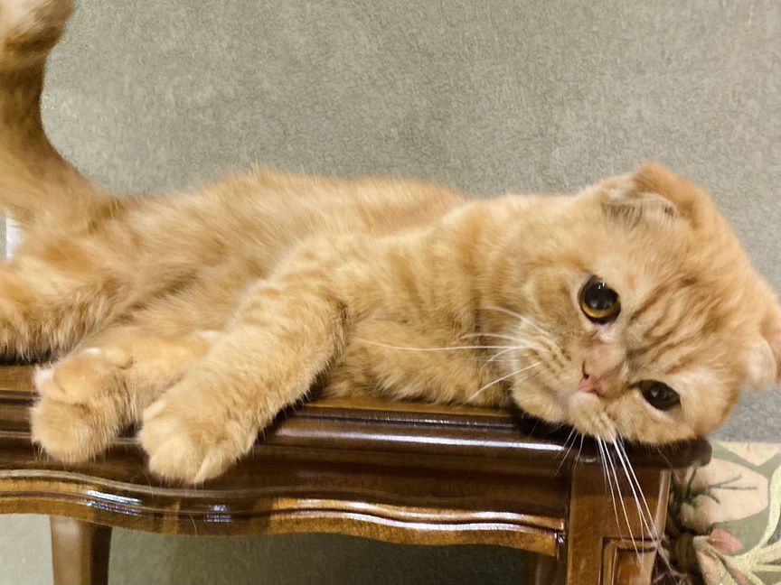 Рыжий котик