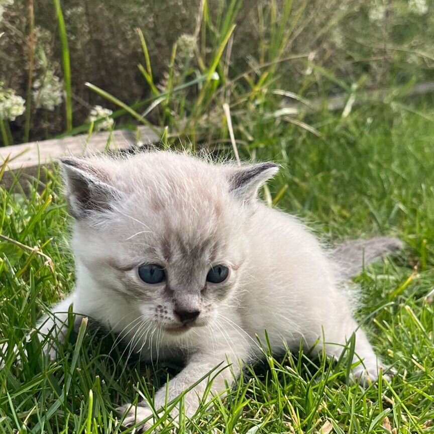 Котёнок в добрые руки