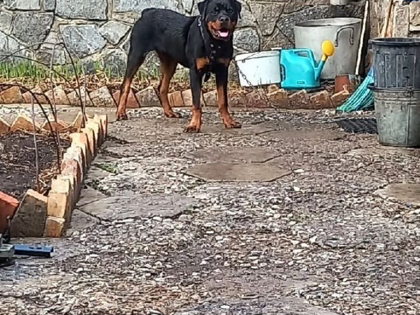 Вязка ротвейлера (Француз)