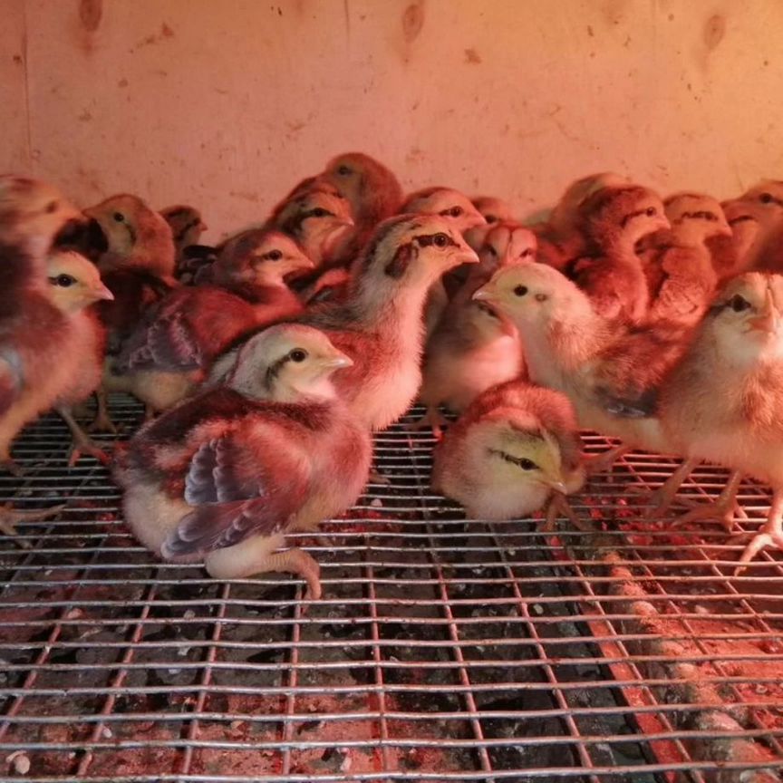 Цыплята Борковская барвис