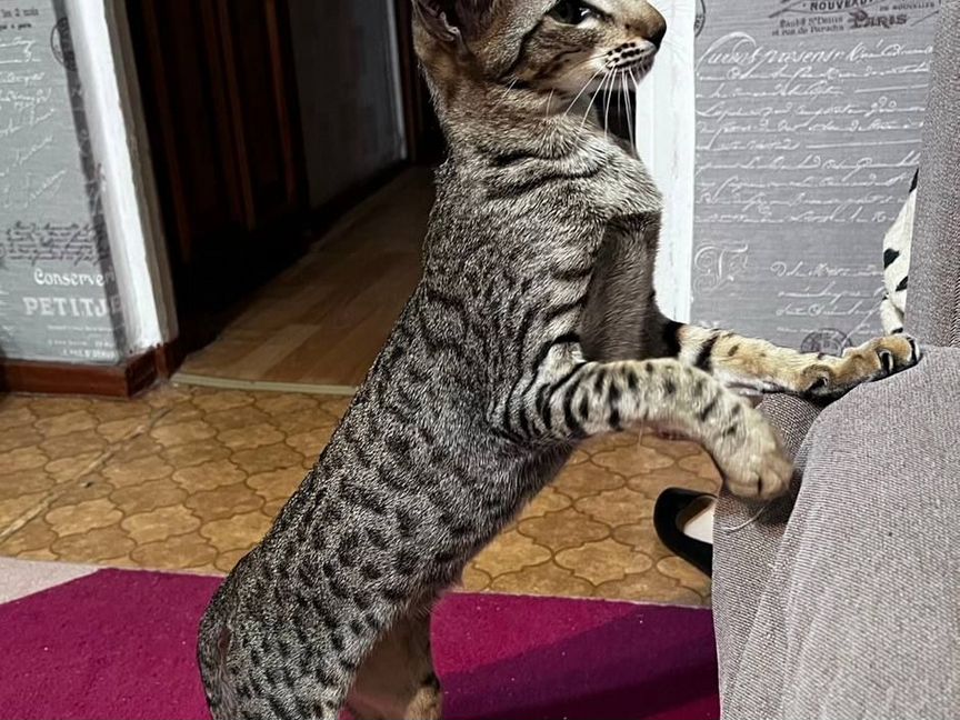 Ориентальные котята