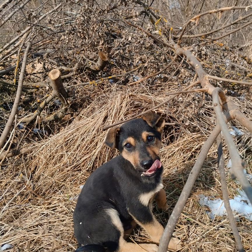 Кутенок 2 мес