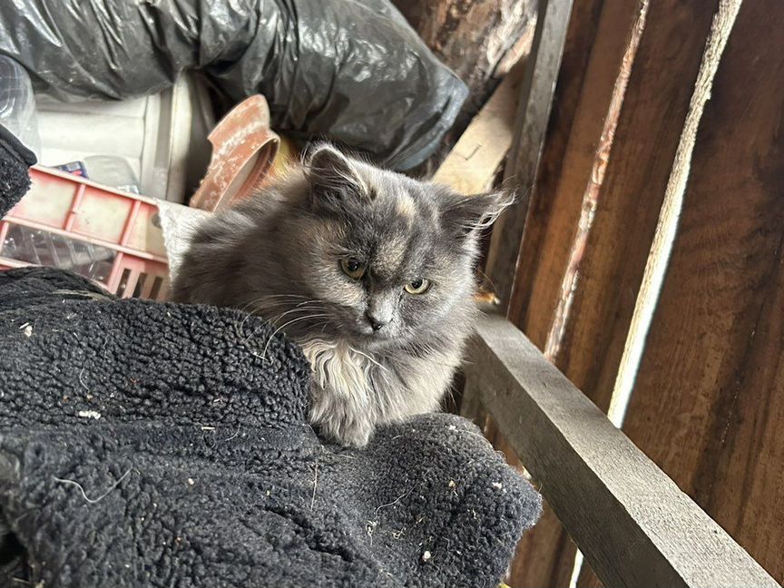 Кот замерзает на улице