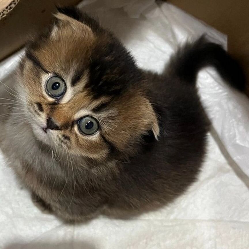 Шотландский вислоухий длинношёрстный котёнок