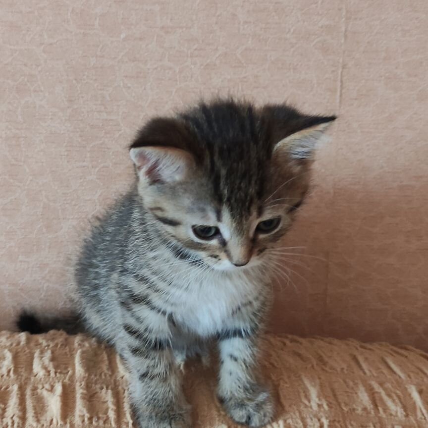 Котята отдам в добрые руки бесплатно