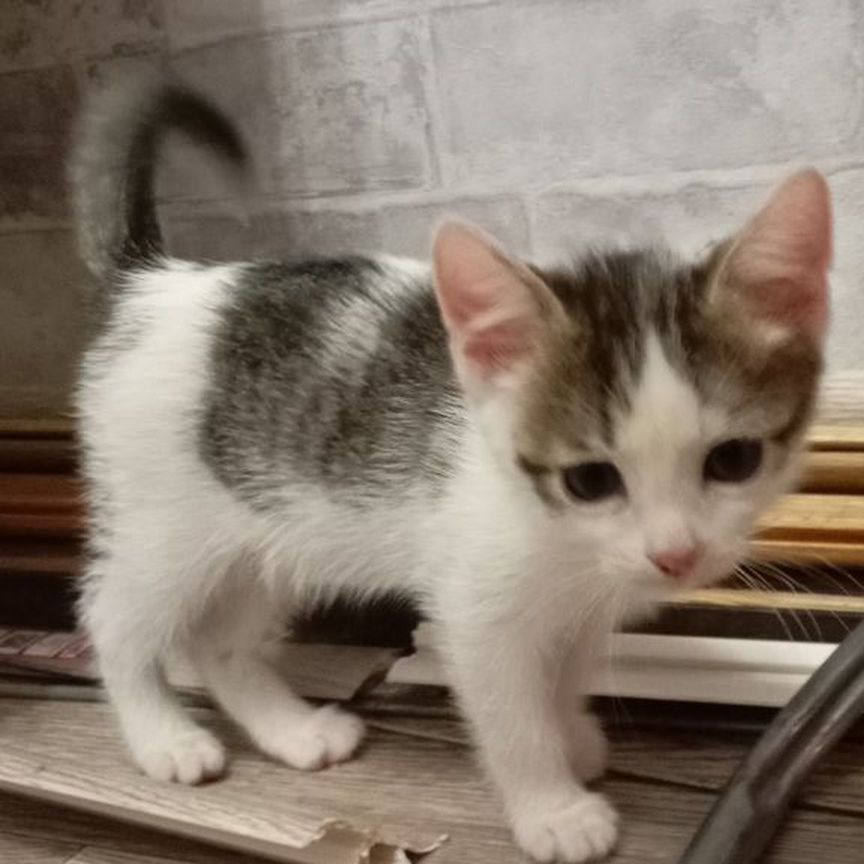 Котёнок кошечка 2 месяца