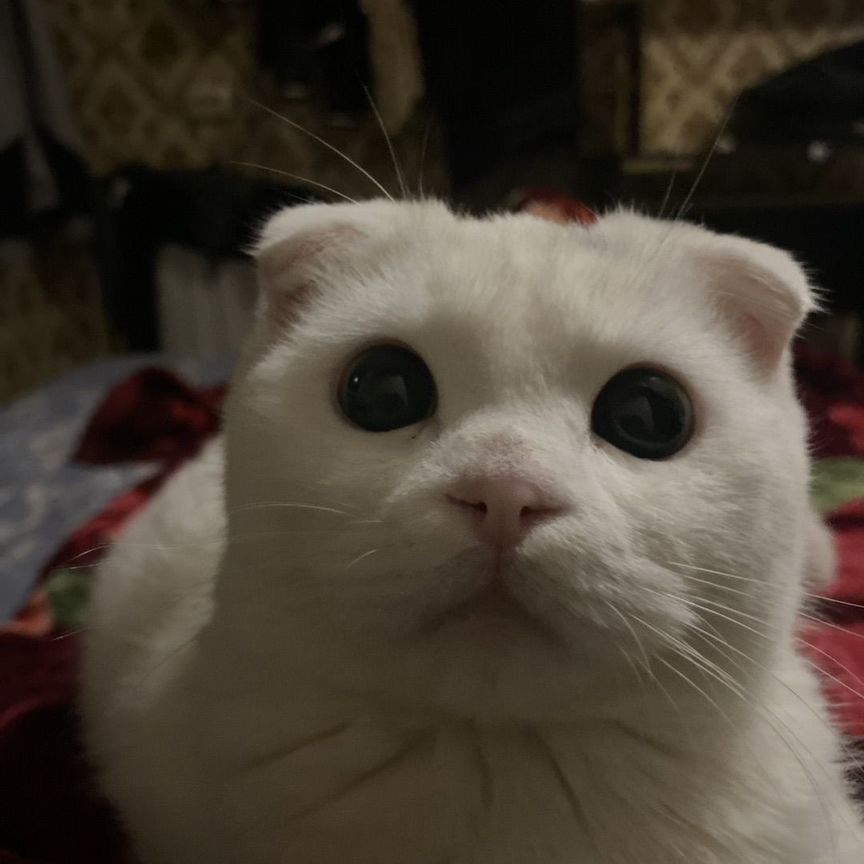 Шотландская вислоухая кошка белая