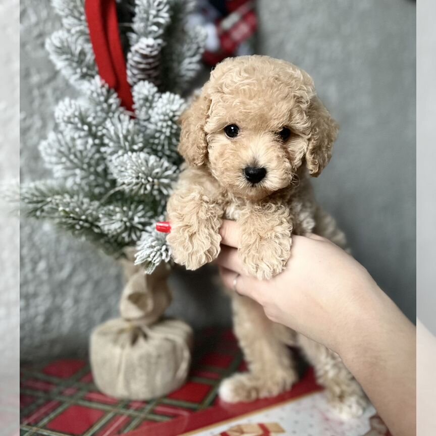 Мальтипу, щенок