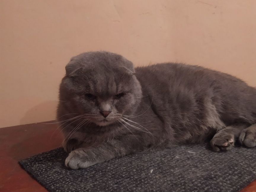 Отдадим выброшенного котика в добрые руки