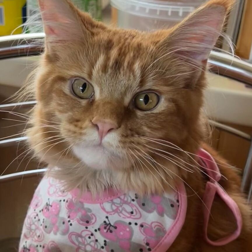 Кошка мейнкун в добрые руки