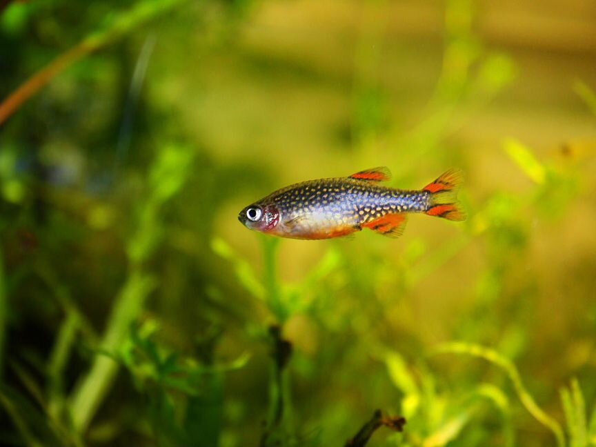 Микрорасбора галактика