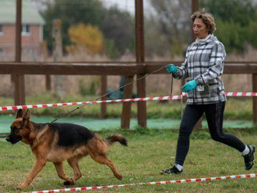 Немецкая овчарка мальчику нужна девочка