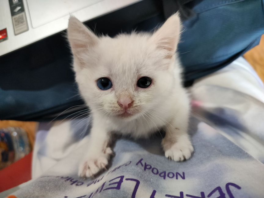 Котëнок