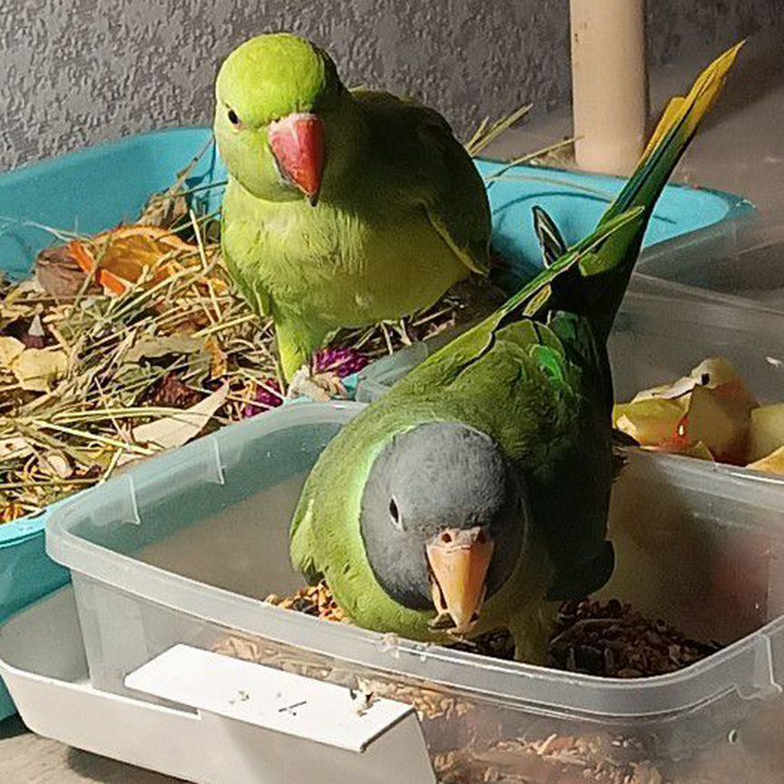 Попугай ожереловый, гималайский   все необходимое