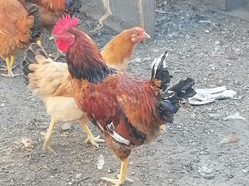 Кученские юбилейные петухи