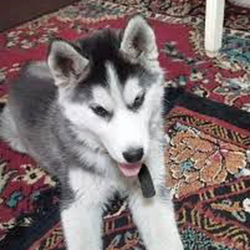 Сибирский хаски