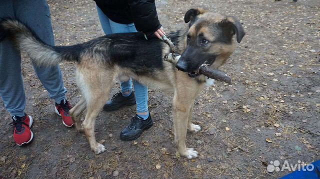 Гром метис восточно-европейской овчарки ищет дом