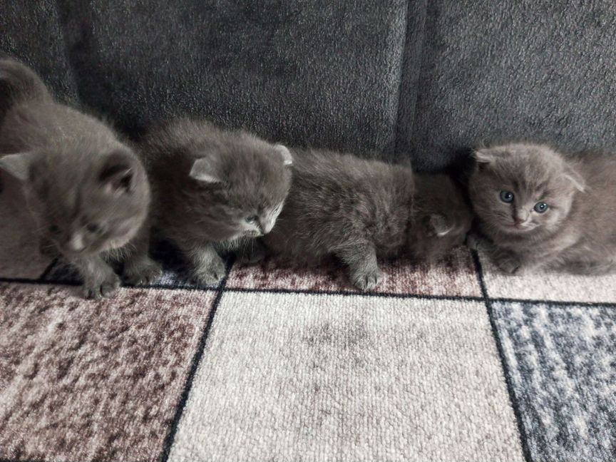 Шотландские котята