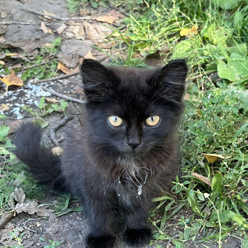 Котята в дар