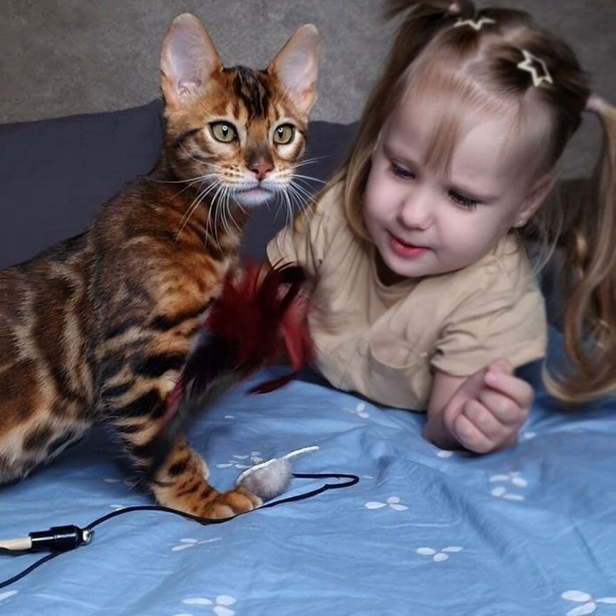 Бенгальские котята