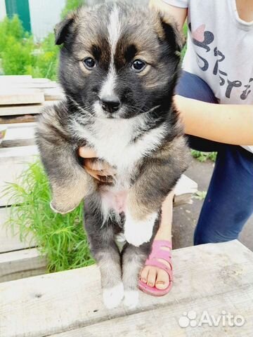 Щенок кабель