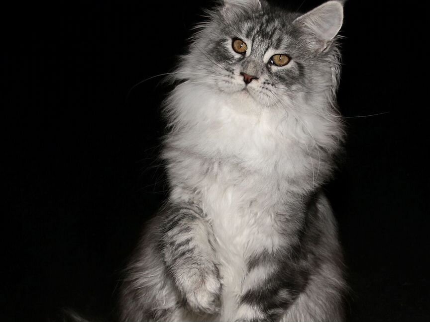 Серебряная кошечка