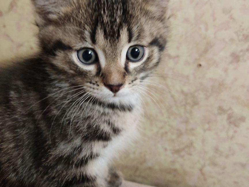 Котёнок