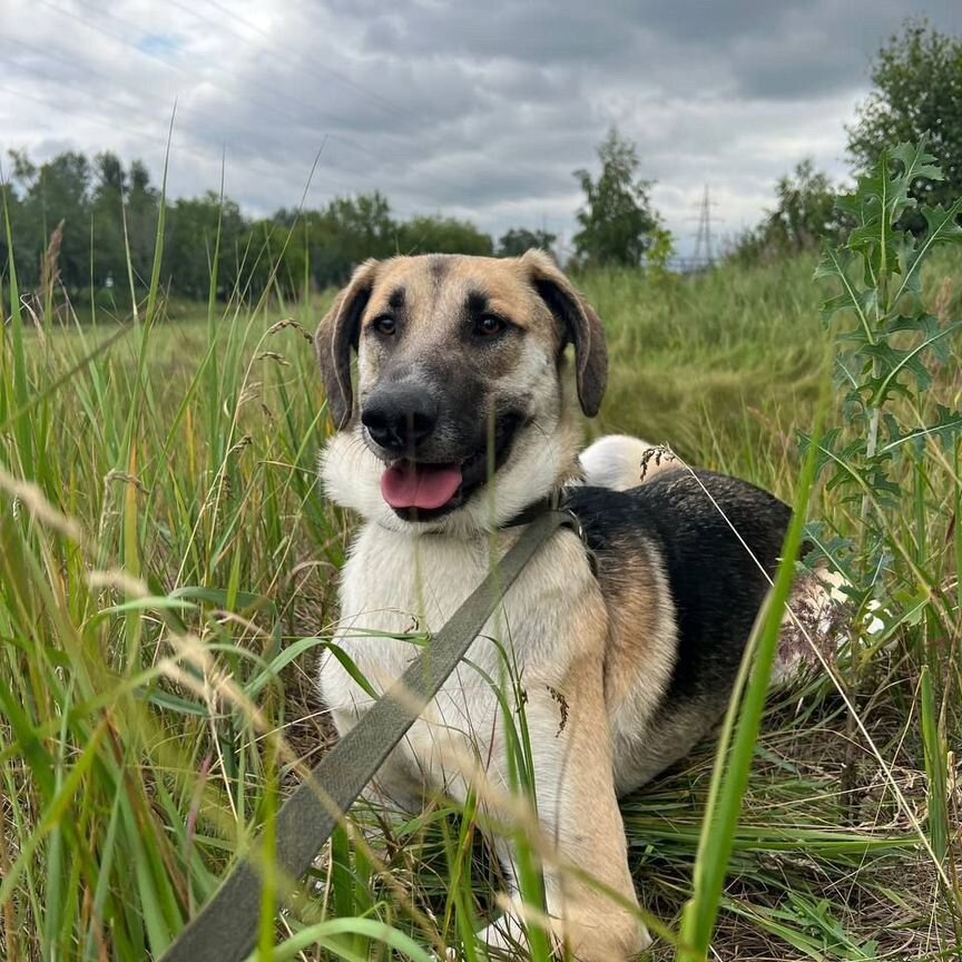 Скромняш Тима ищет семью