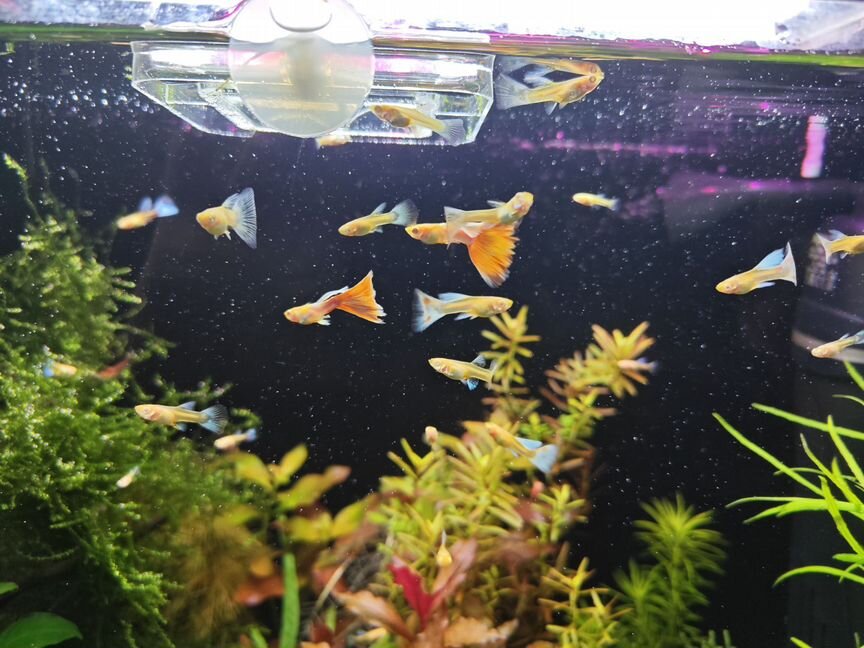 Гуппи Sky Red Albino