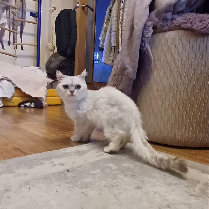 Британская кошечка