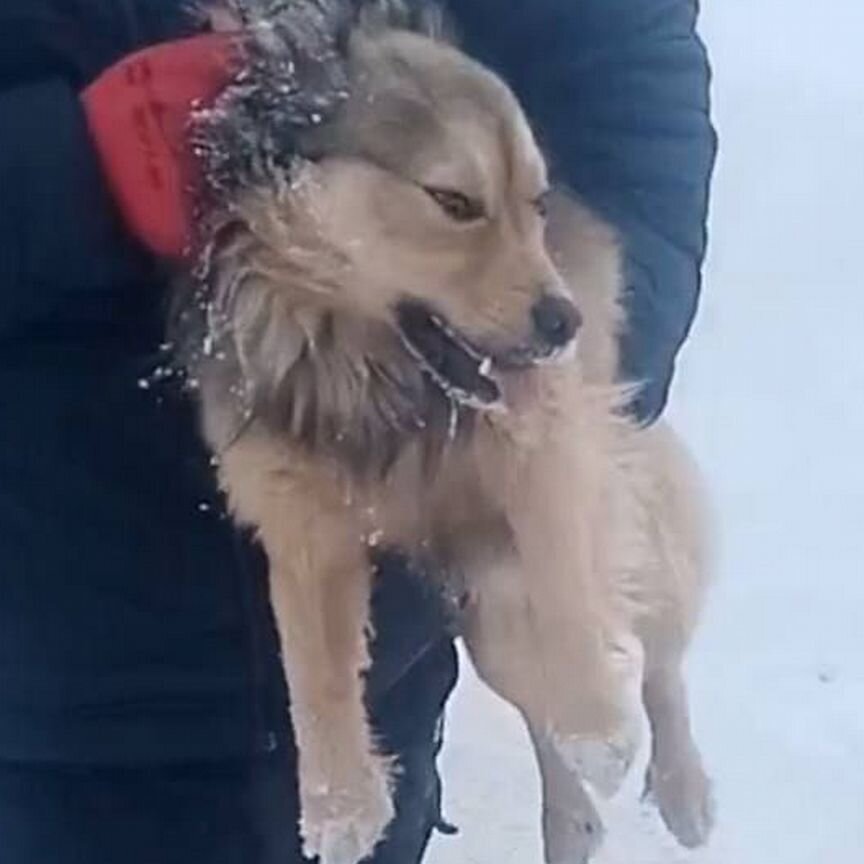 Взрослая собака в добрые руки