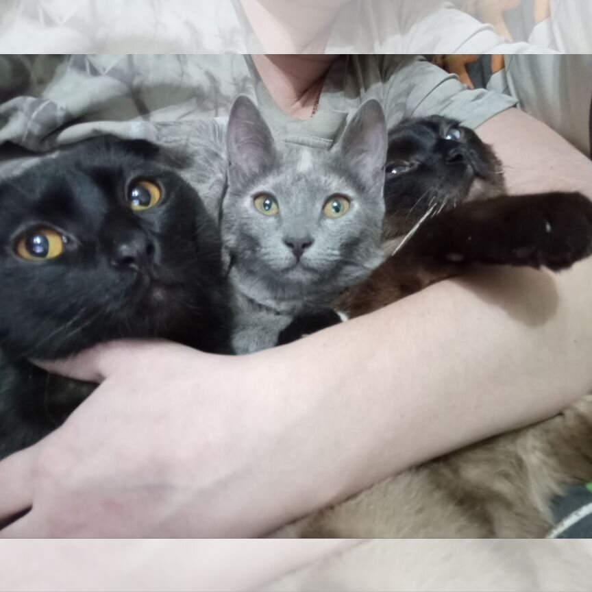 Котёнок в добрые руки