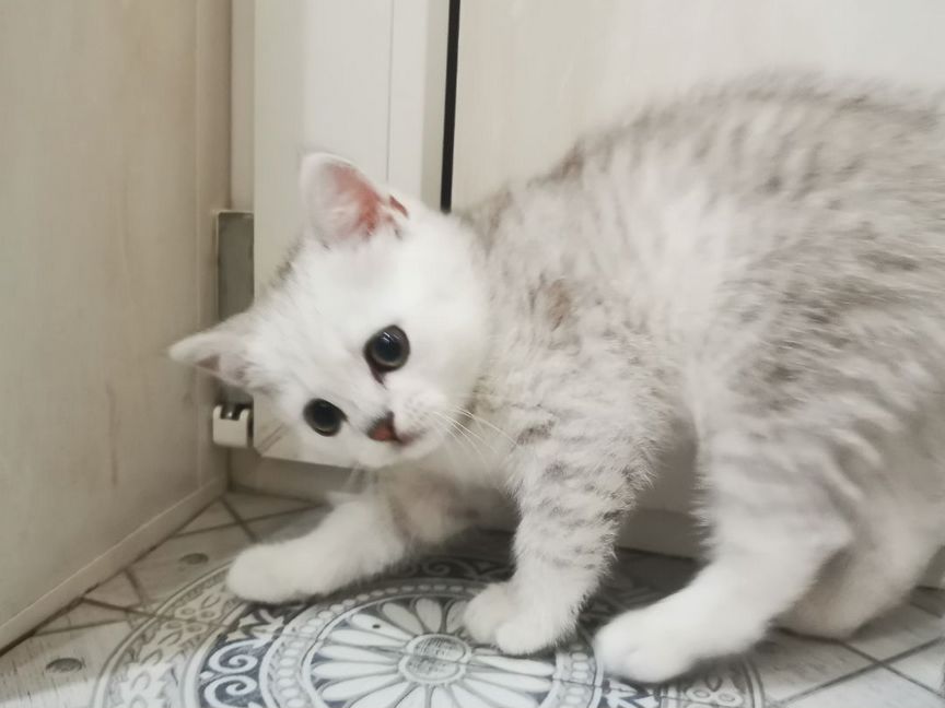 Британский котёнок Бронирование