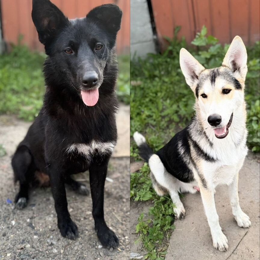 Собаки ищут дом