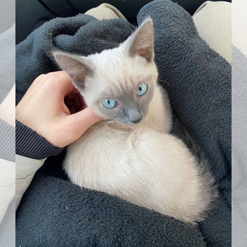 Сиамский котёнок