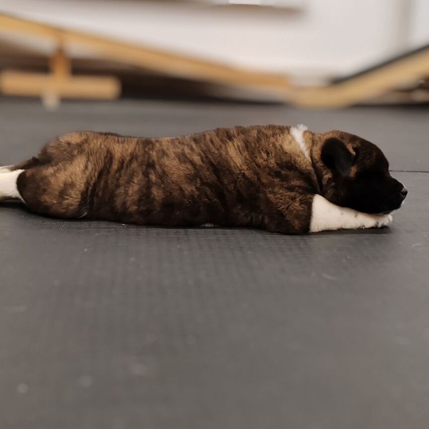 Тигровые щенки Американской Акиты